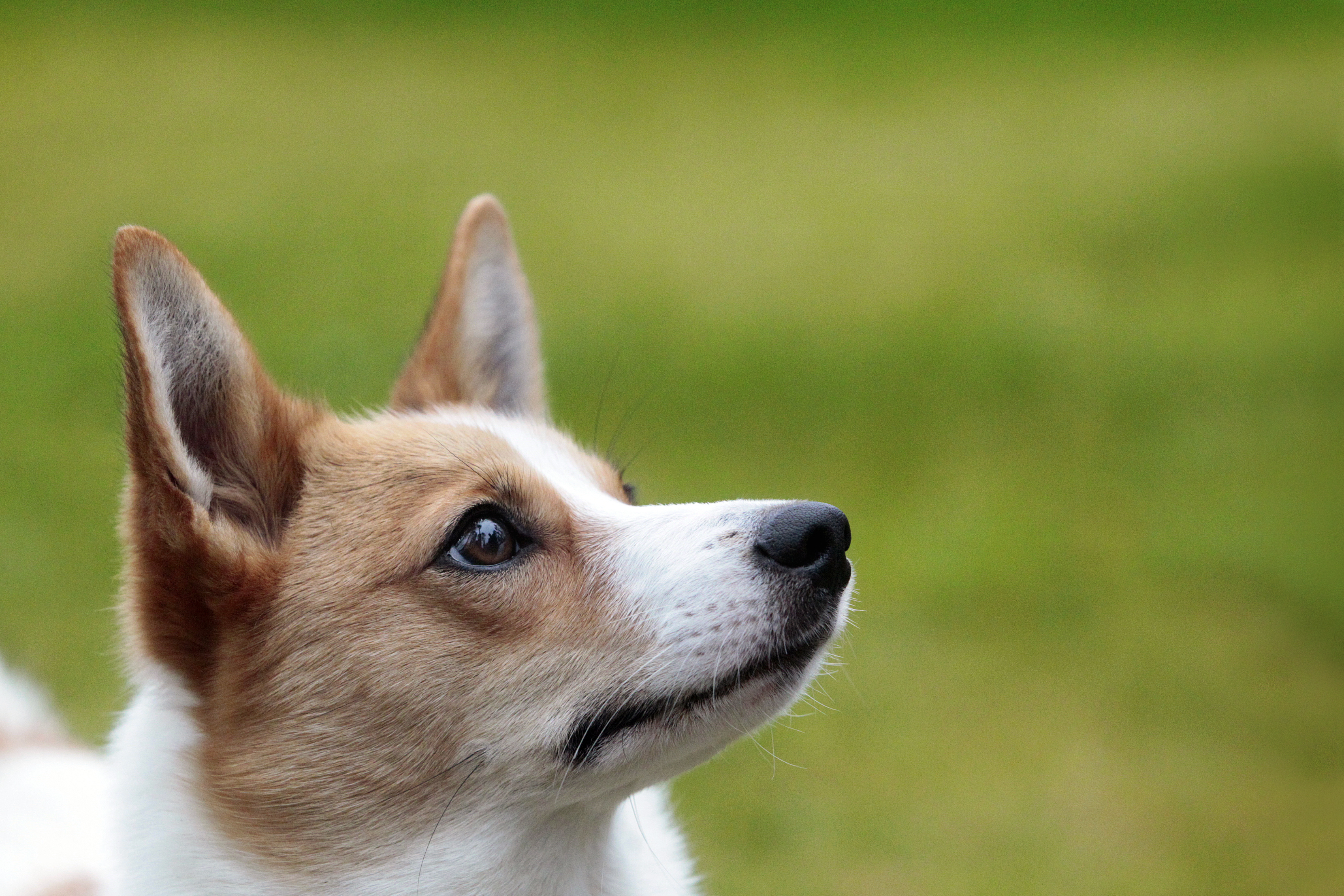 Jalavan pirtissä Taivalkoskella seisoo puinen pohjanpystykorva, jonka ...