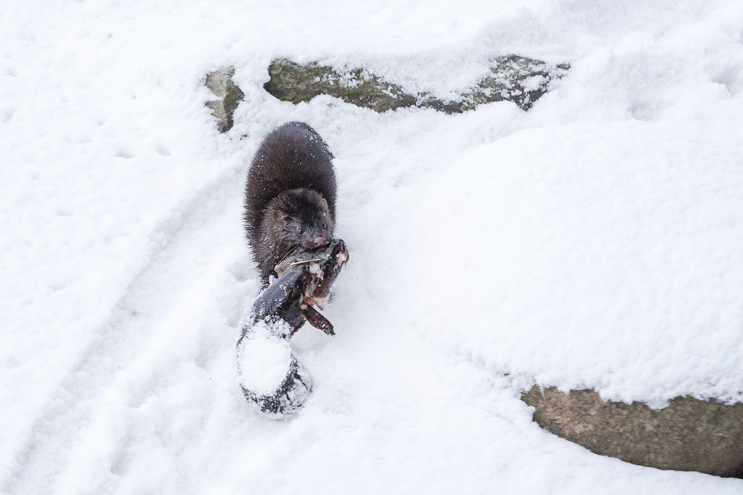 Minkki biojäteastiassa aiheutti eläinpelastustehtävän Rovaniemellä ...