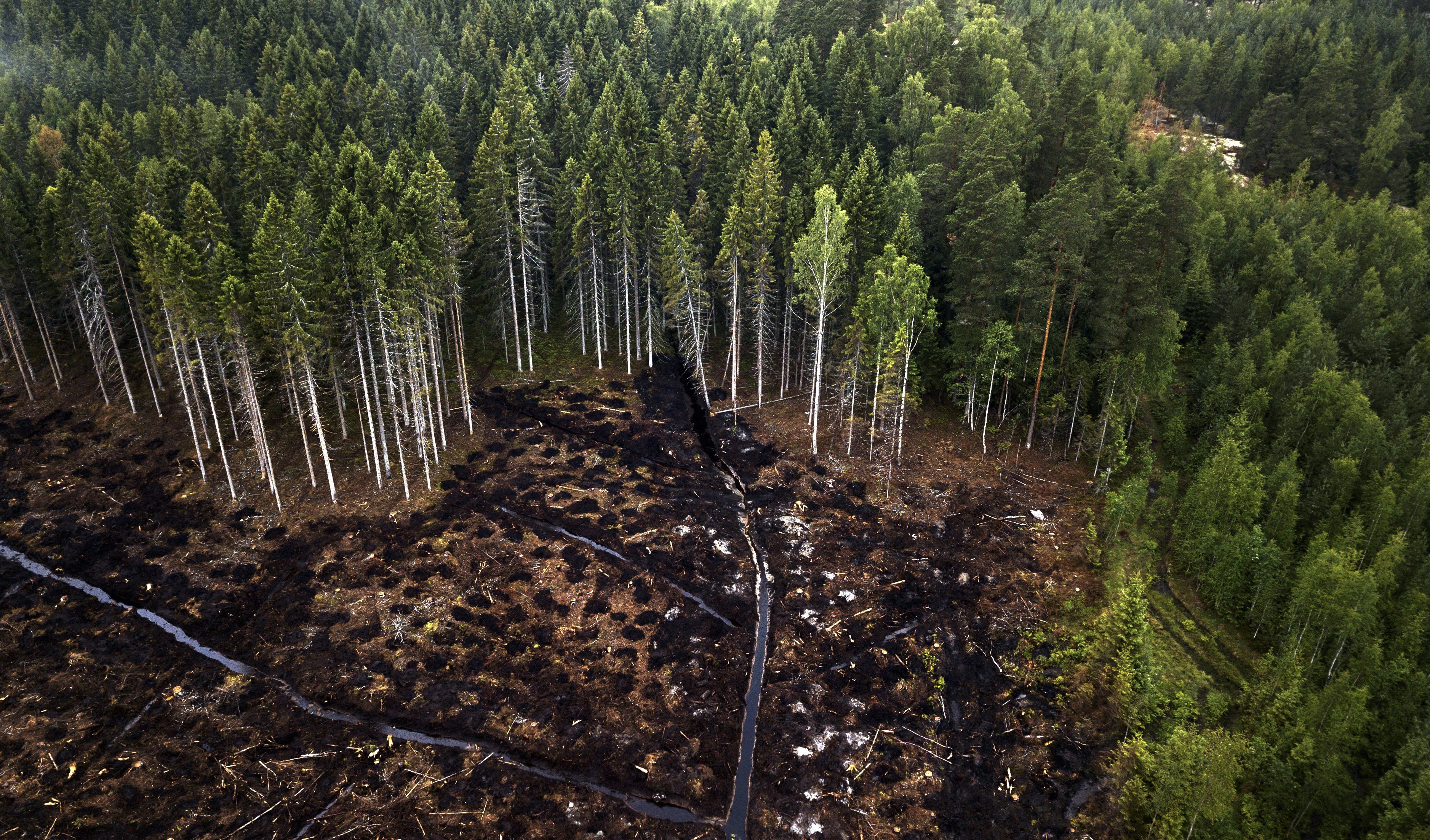 Hyvä hiilimetsänhoito tavoitteeksi | Lapin Kansa
