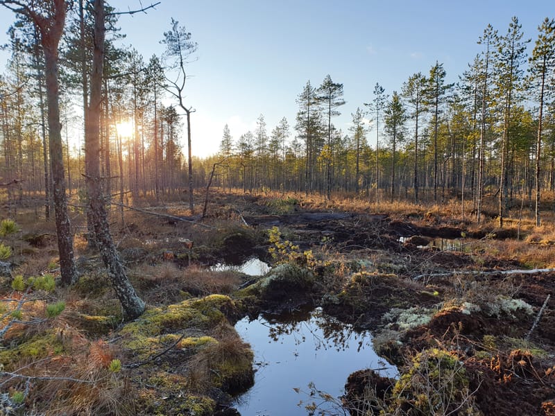 Metsähallitus ennallistaa 150 hehtaaria suota Oulun ja Pudasjärven ...
