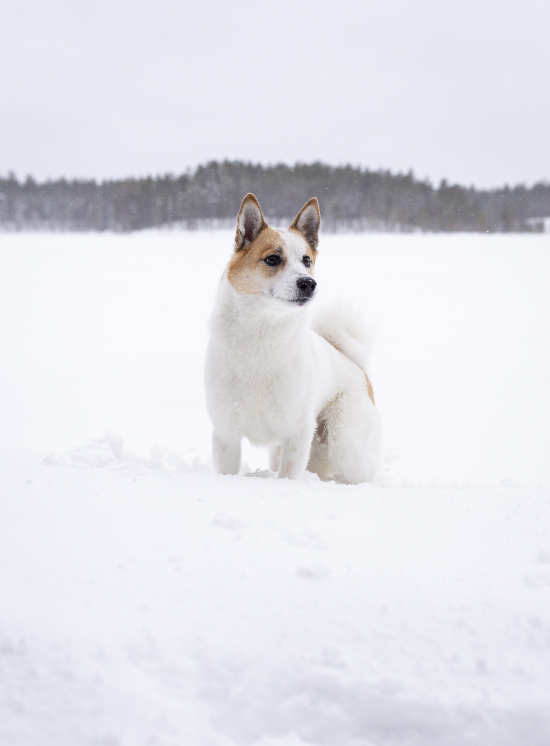 Koillismaalaiset ja pohjoissuomalaiset juuret omaava pohjanpystykorva ...