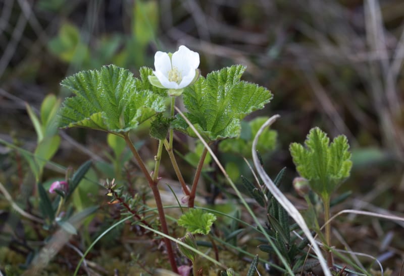 Hillan huippuvuodet ovat ohi, sadosta tulossa tavanomainen | Lapin Kansa