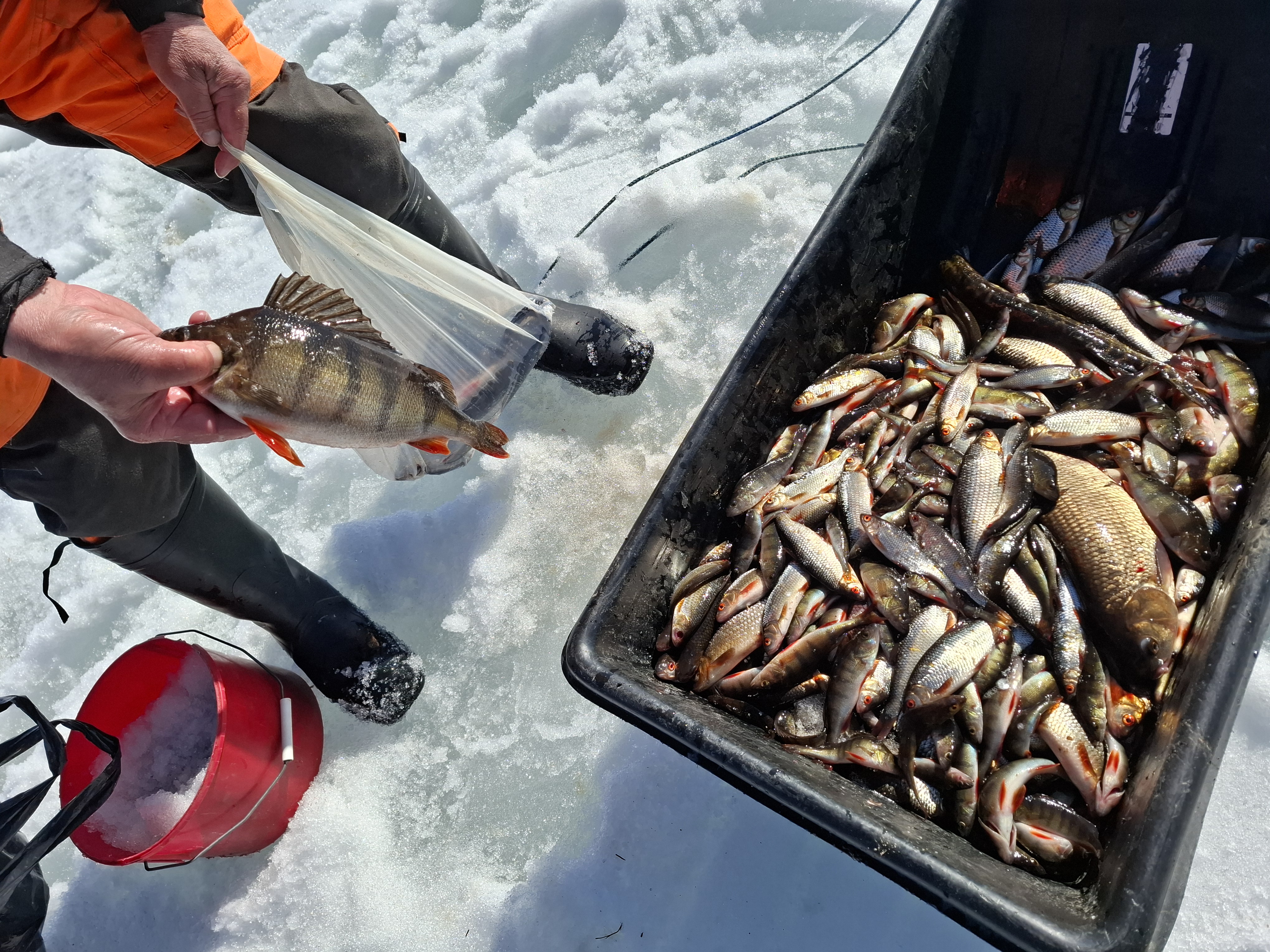 Tulospörssi: Muovaaran Jahti pilkki Kantokylässä | Koillissanomat