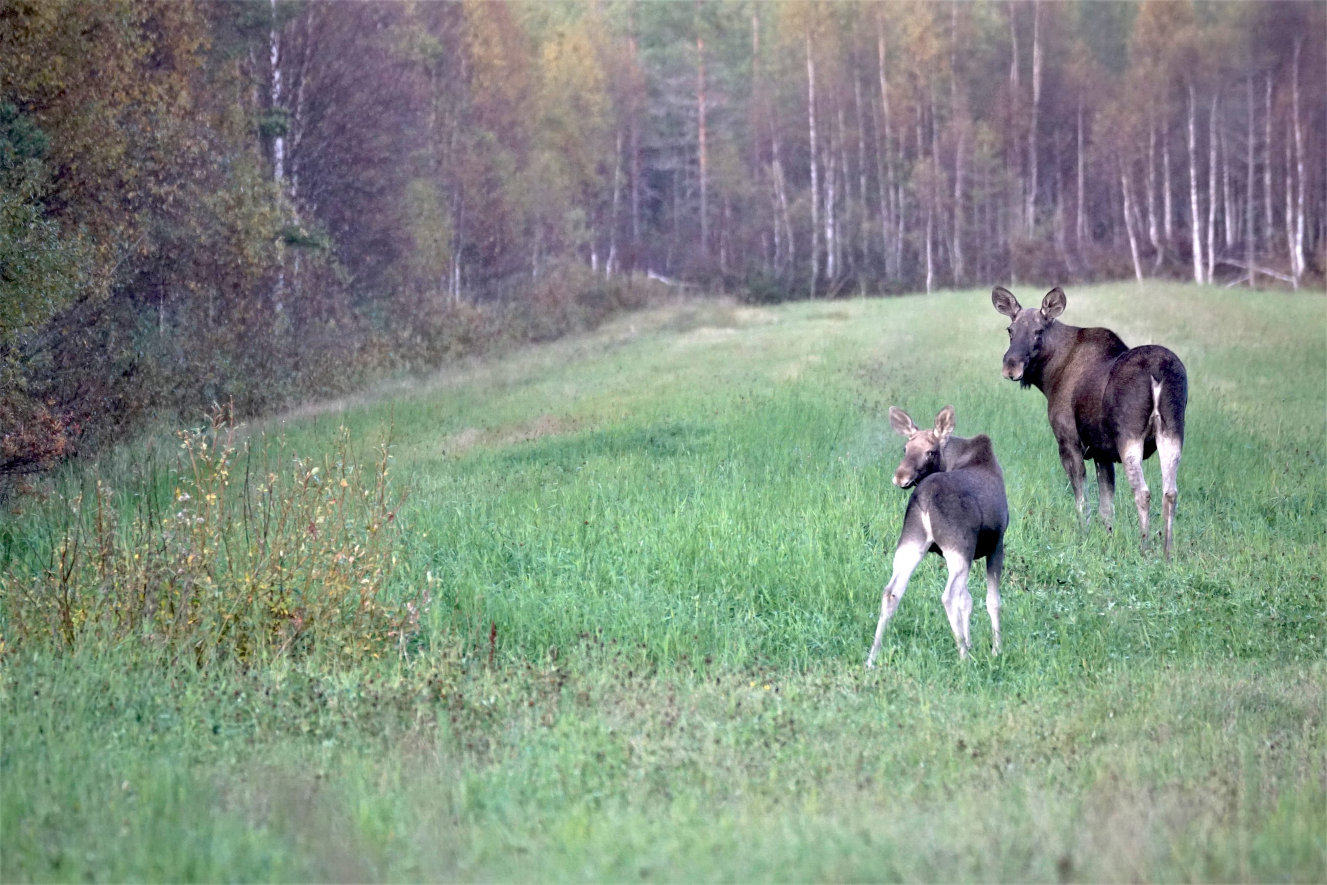 Hirvijahti alkaa peltometsästyksellä 1. syyskuuta | Siikajokilaakso