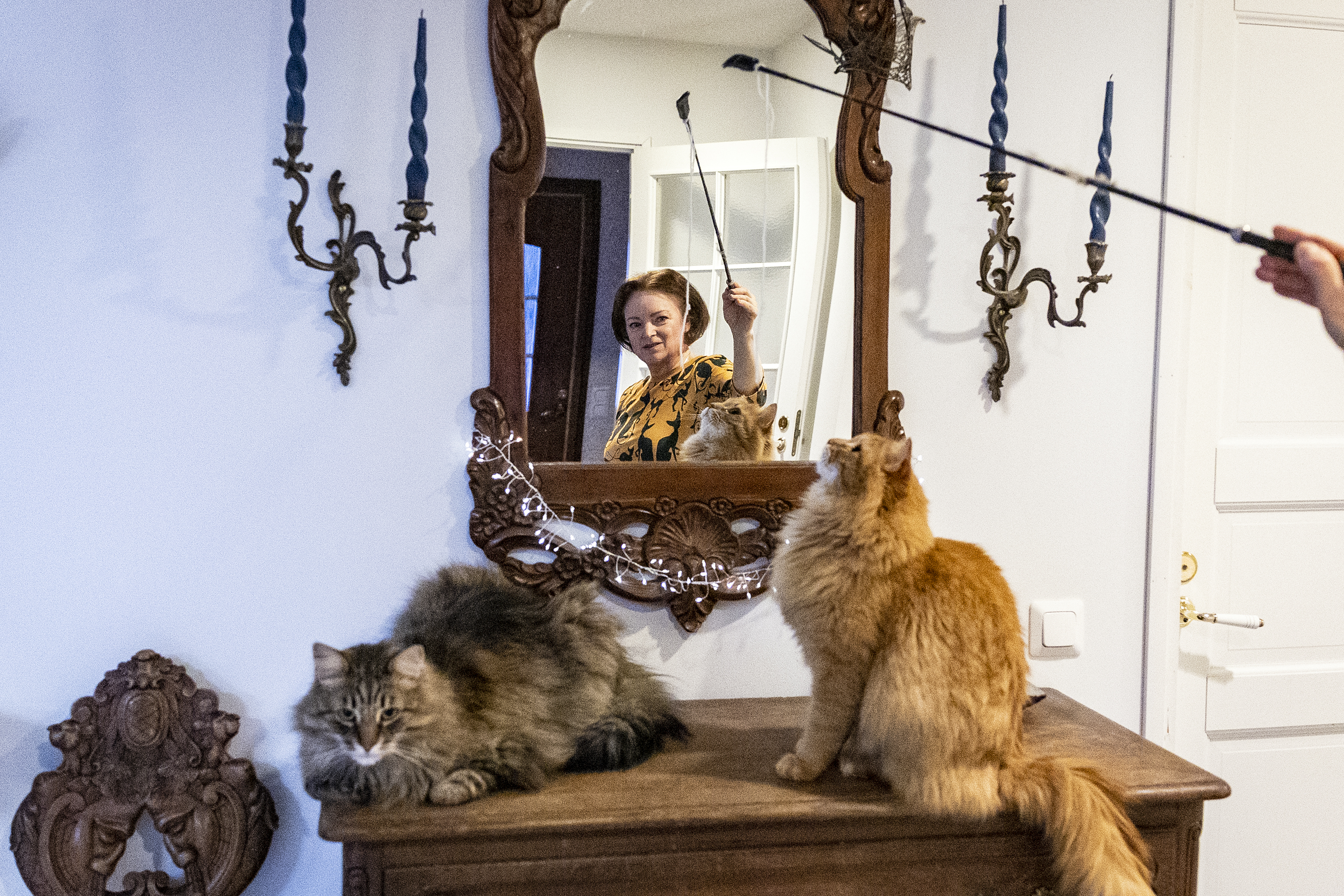 Somekissa Sämpylle tarjottiin töitä uistinpalkalla – eläinvaikuttajien ...