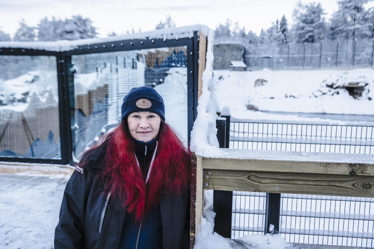 Ranualle muutti kaksi uutta jääkarhua, mutta tiedätkö kuinka niitä ...