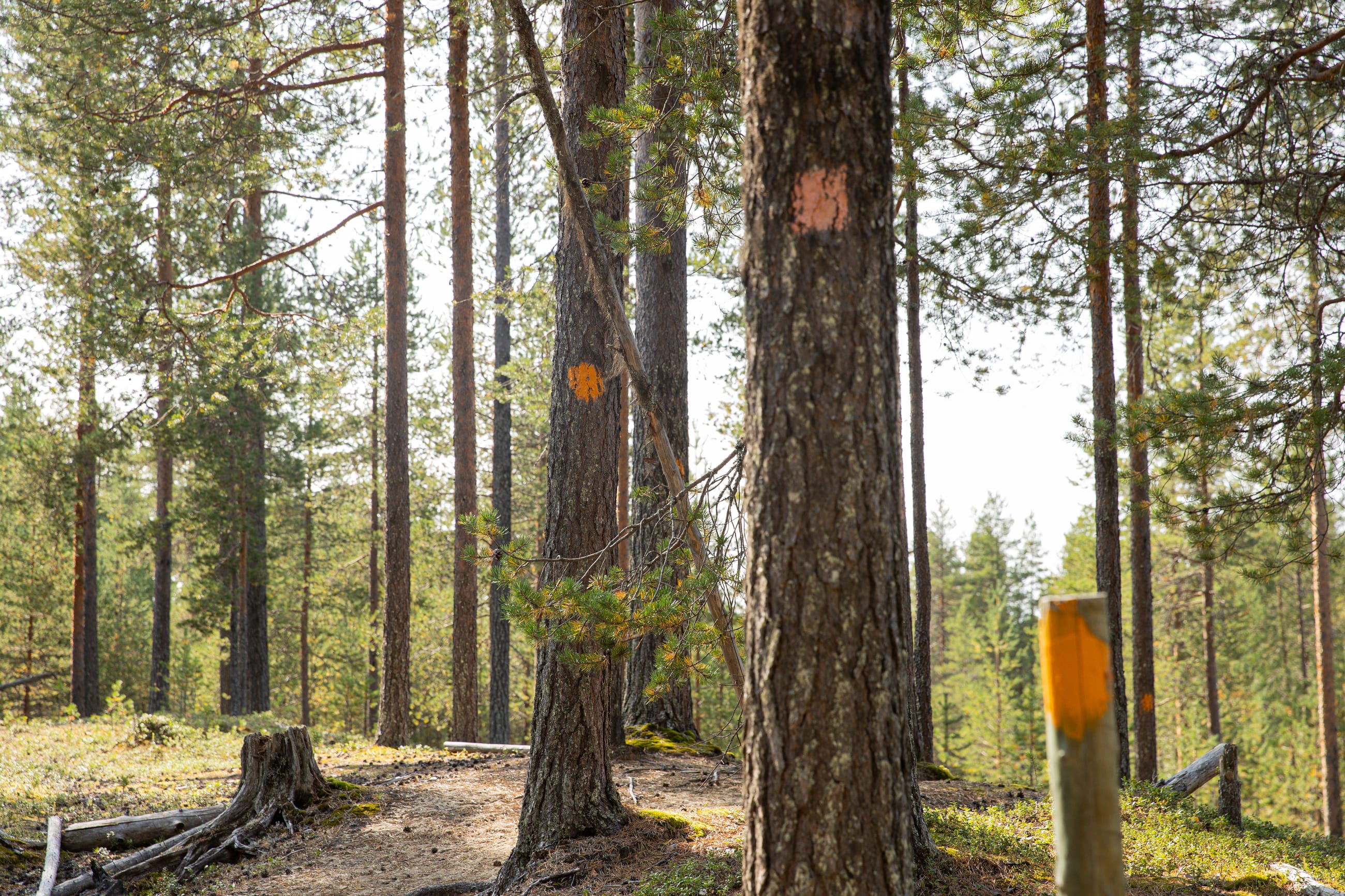 Karhunkierroksella jyllää vakava vatsatauti – Metsähallitus sulkee ...