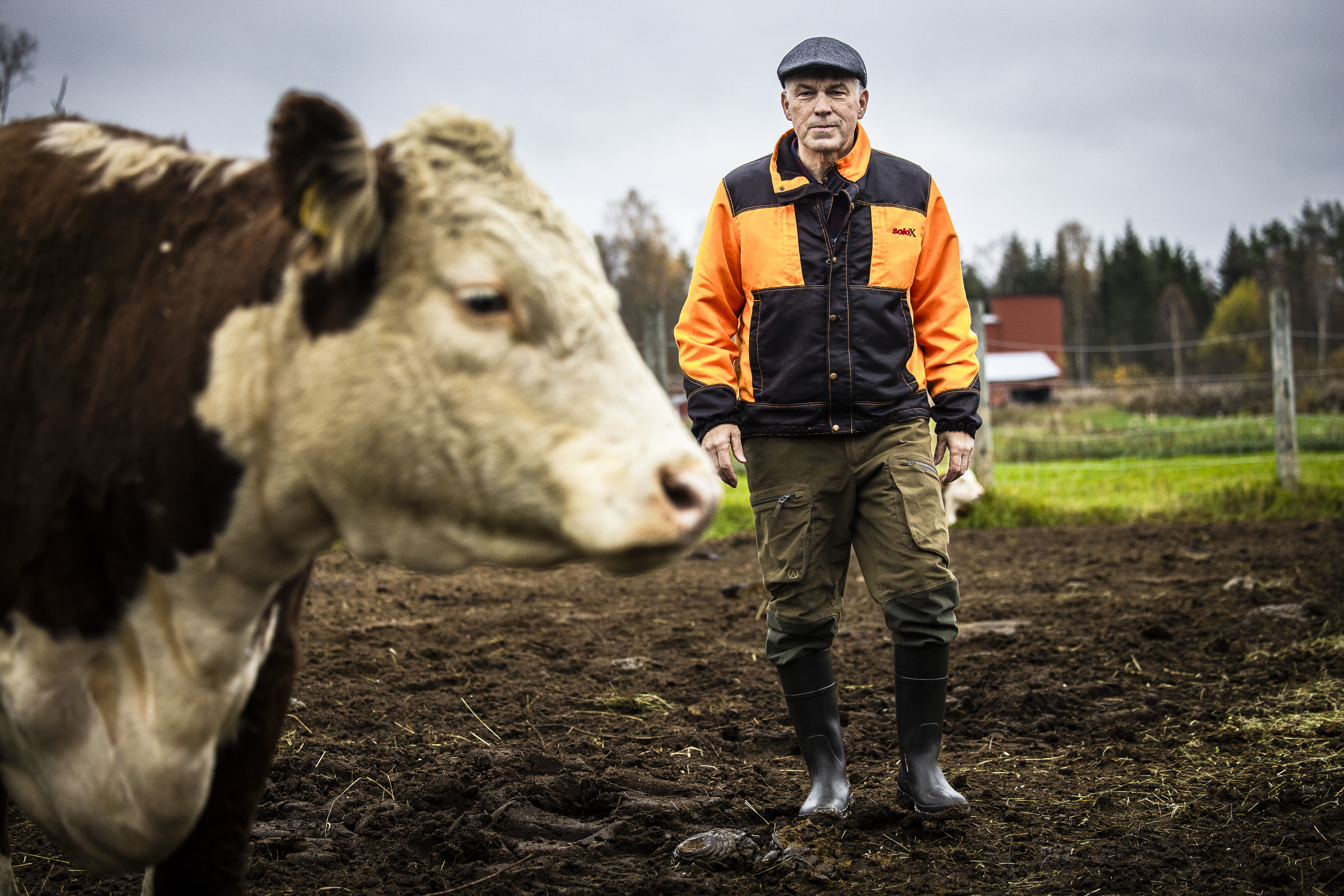 Lapin ruokaomavaraisuus on jo menetetty – jos maatalouden alasajoa ei saada pysäytettyä, koko ...