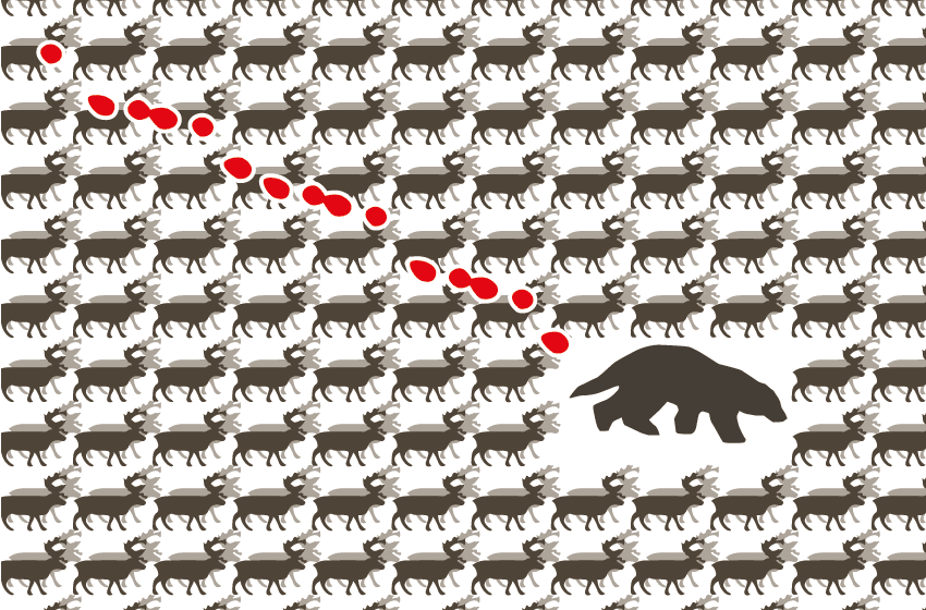 Uutisanalyysi: Tappoiko kolme ahmaa todella 248 poroa ...