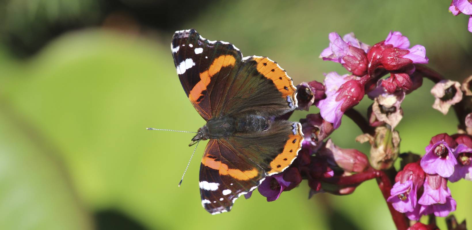 Lukijan kuvia: Kaunis perhonen ja urospuolinen porkkana! | Lapin Kansa