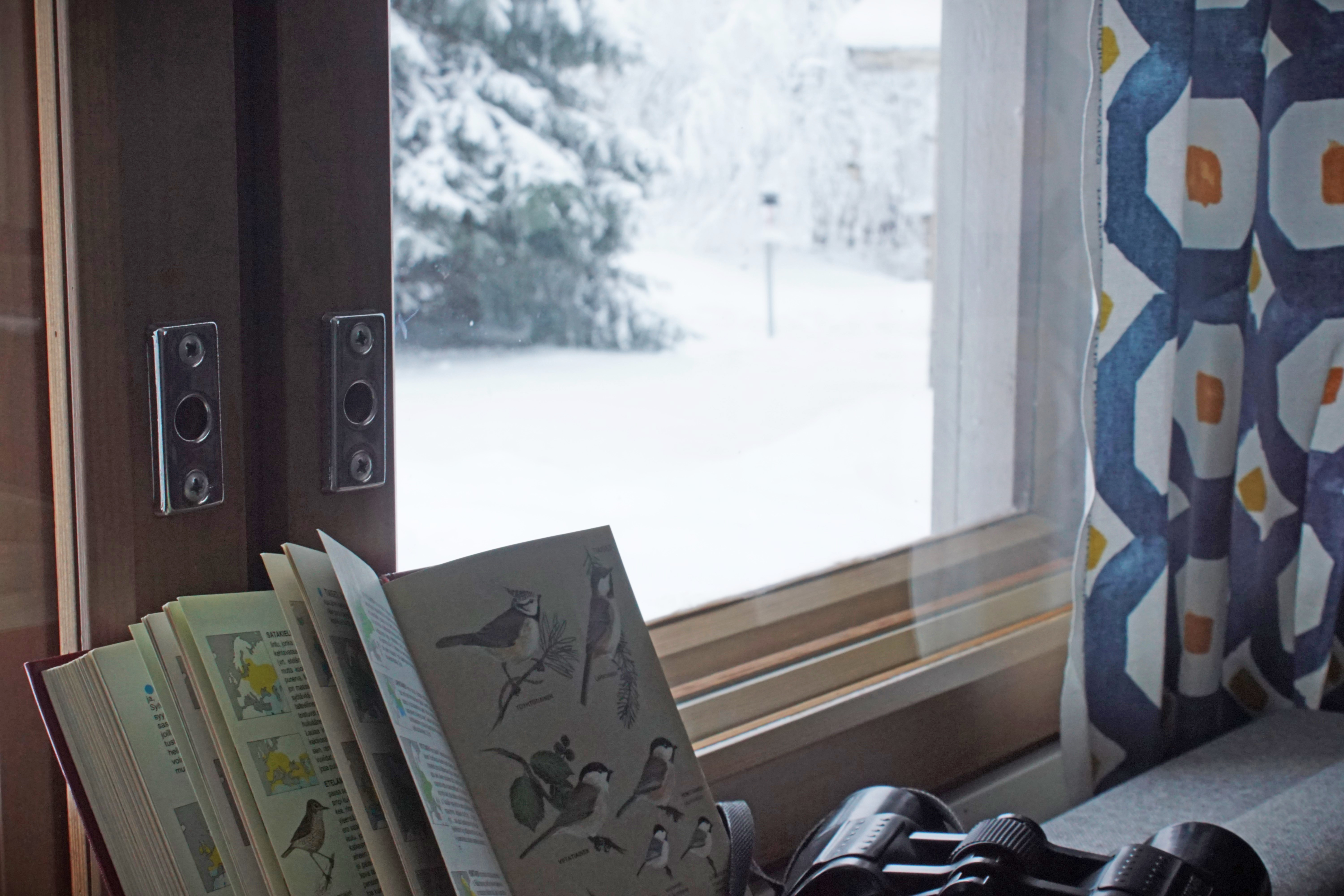 Talitiainen yleisin pihoilla havaittu lintu – Pudasjärvellä bongattiin ...