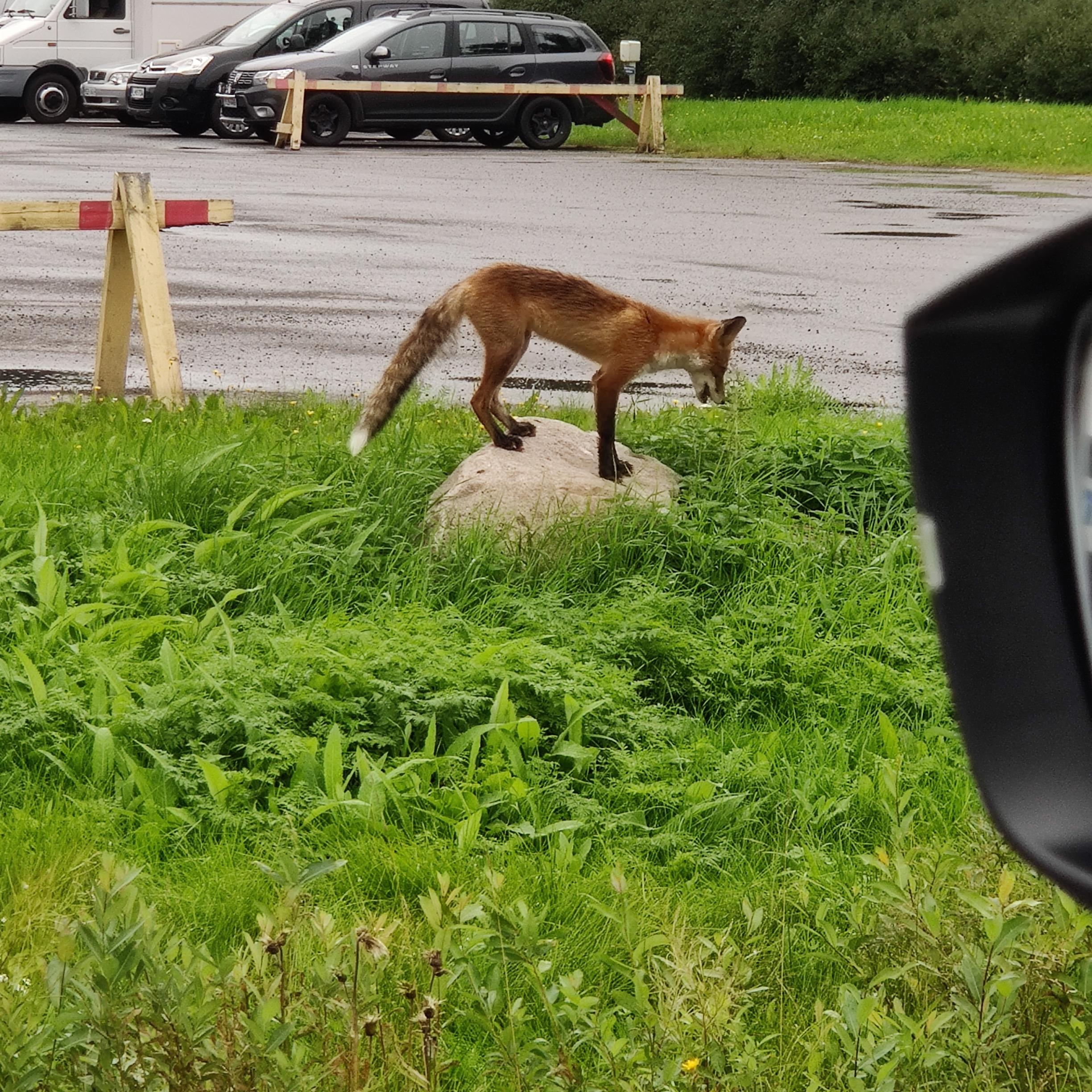 Jetta Liukkonen todisti Oulun Ruskossa, kun kettu pyydysti kaksi rottaa ...