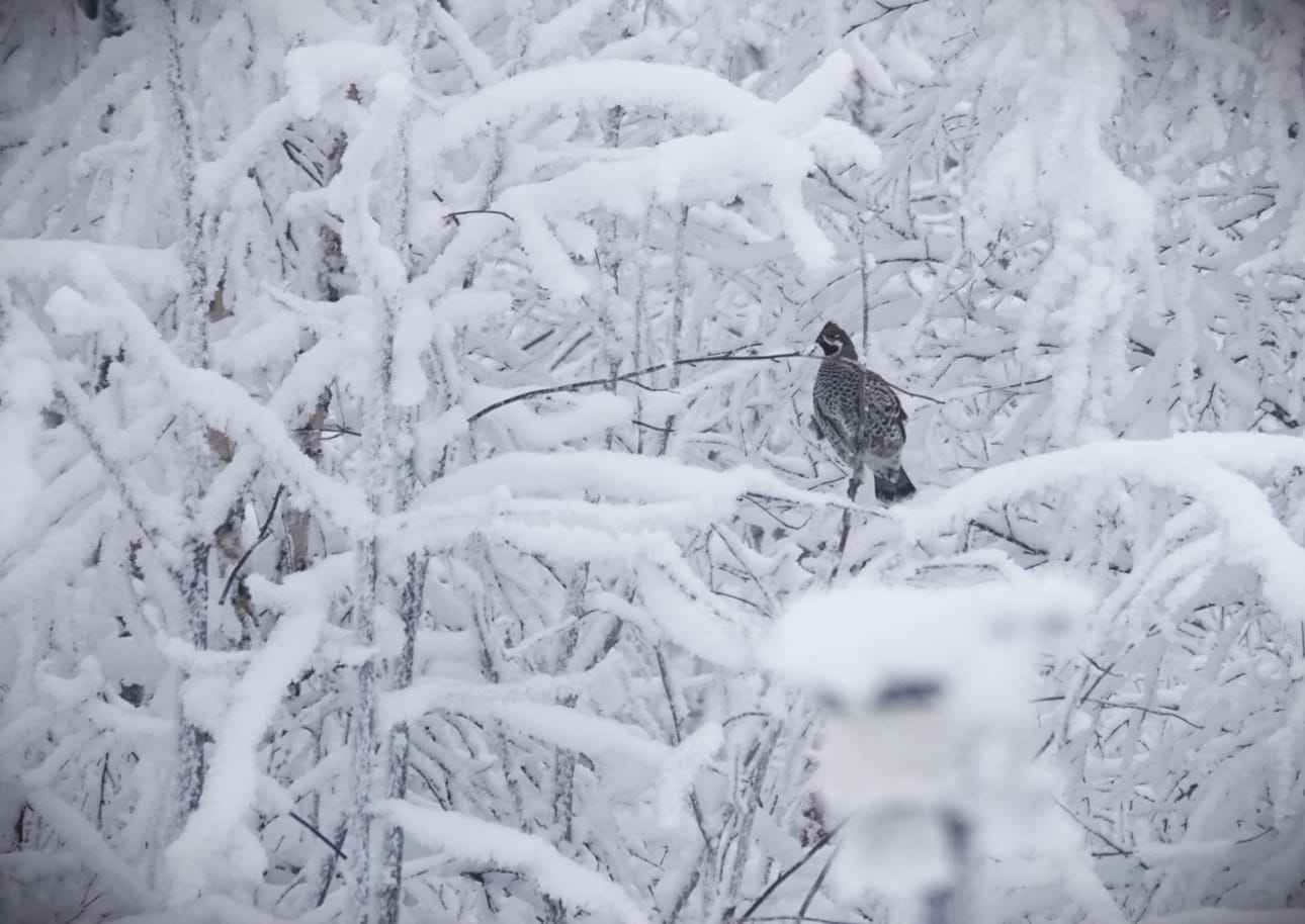 Talitiainen yleisin pihoilla havaittu lintu – Pudasjärvellä bongattiin ...