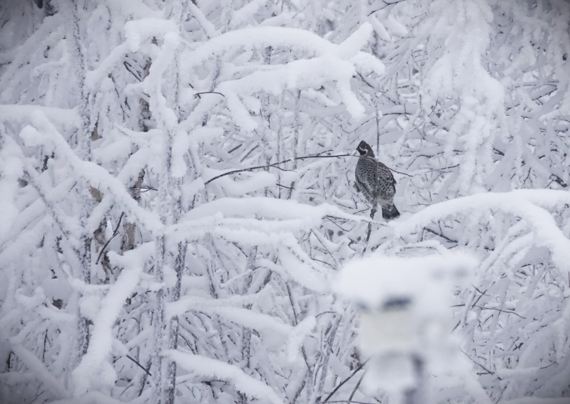 Talitiainen yleisin pihoilla havaittu lintu – Pudasjärvellä bongattiin ...