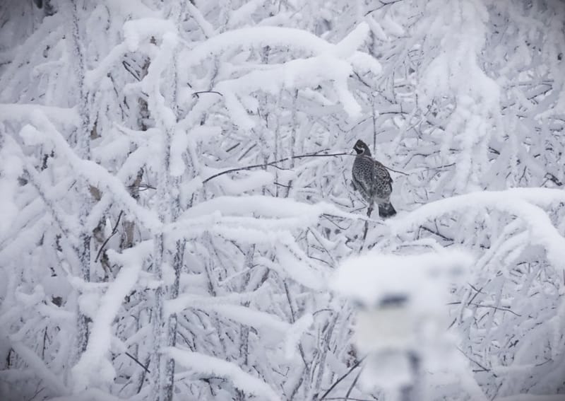 Talitiainen yleisin pihoilla havaittu lintu – Pudasjärvellä bongattiin ...