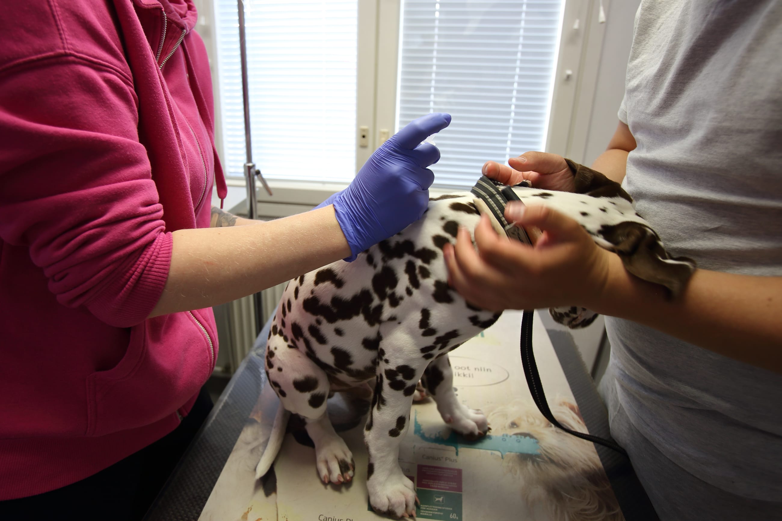 Kunnallisen eläinlääkärin maksut nousevat vuoden alussa | Iijokiseutu