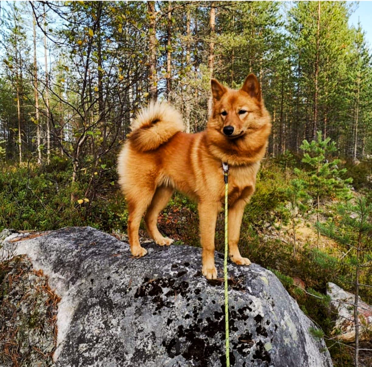 Susi kävi koiran kimppuun Jaurakkavaarassa – pystykorva Lakka toipuu ...