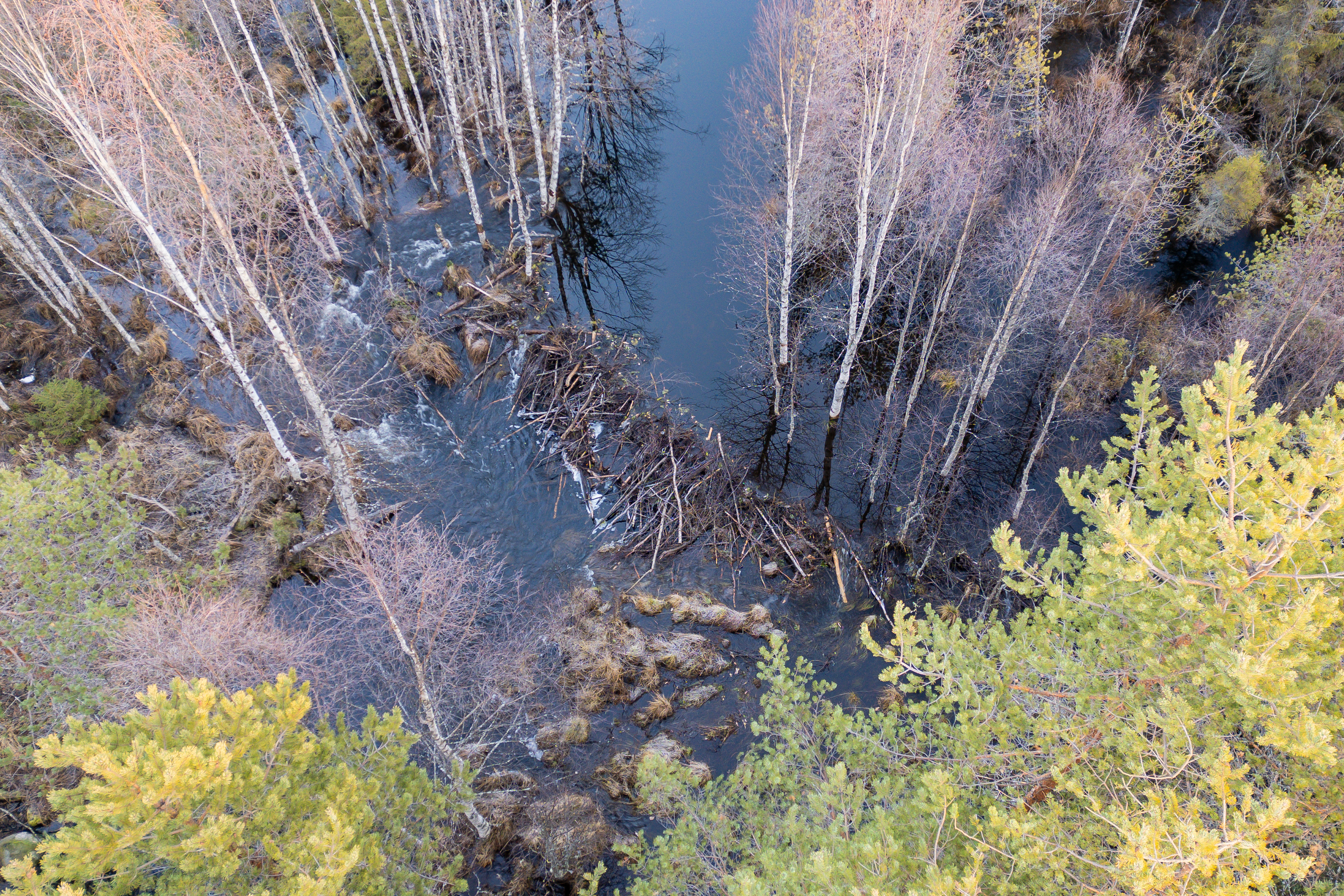 Tältä näyttää metsässä, joka tulvii majavan padon vuoksi | Kaleva