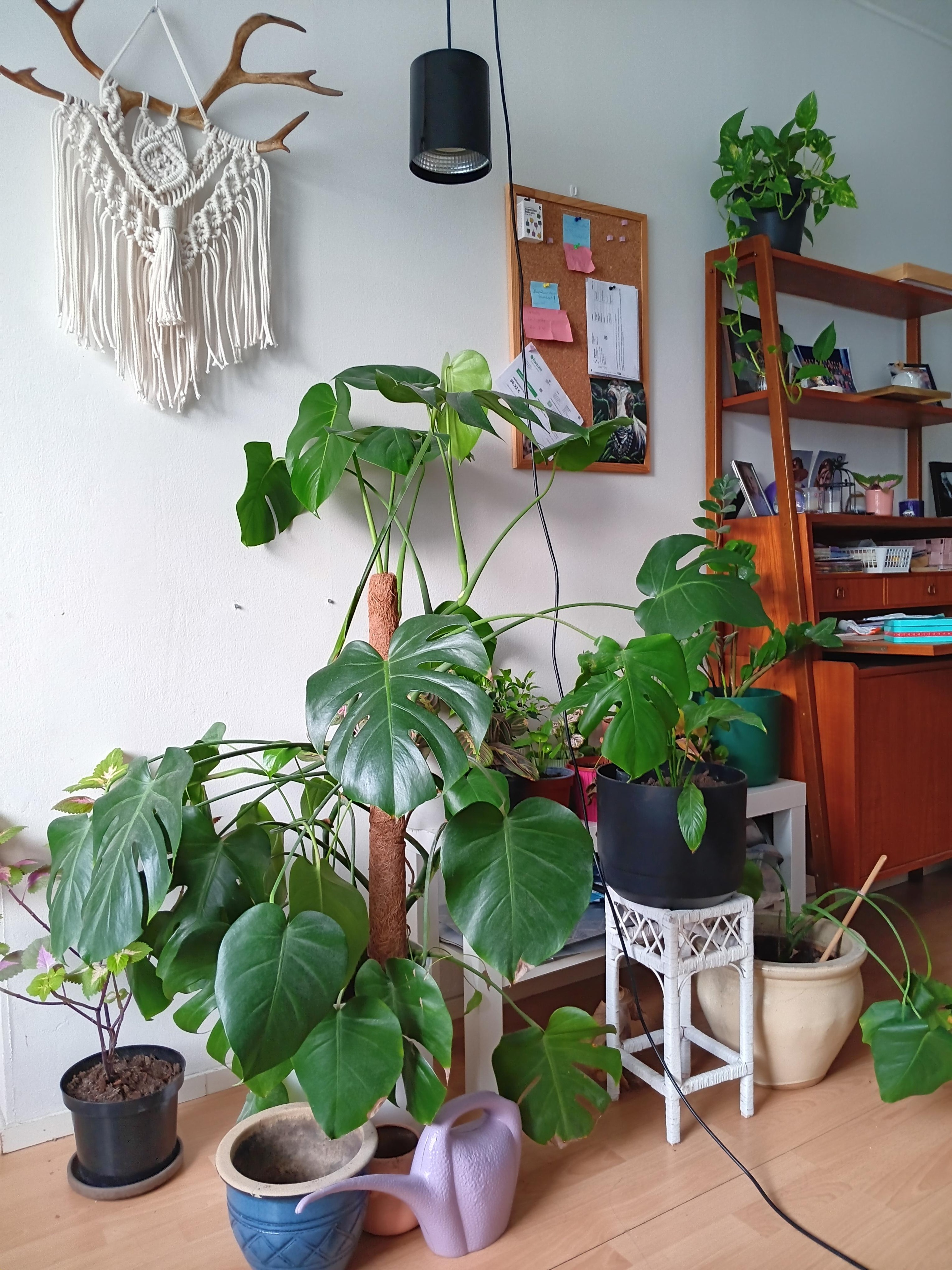 Lukijoiden komeat viherkasvit ilahduttavat – Katso kymmeniä kuvia ja ...