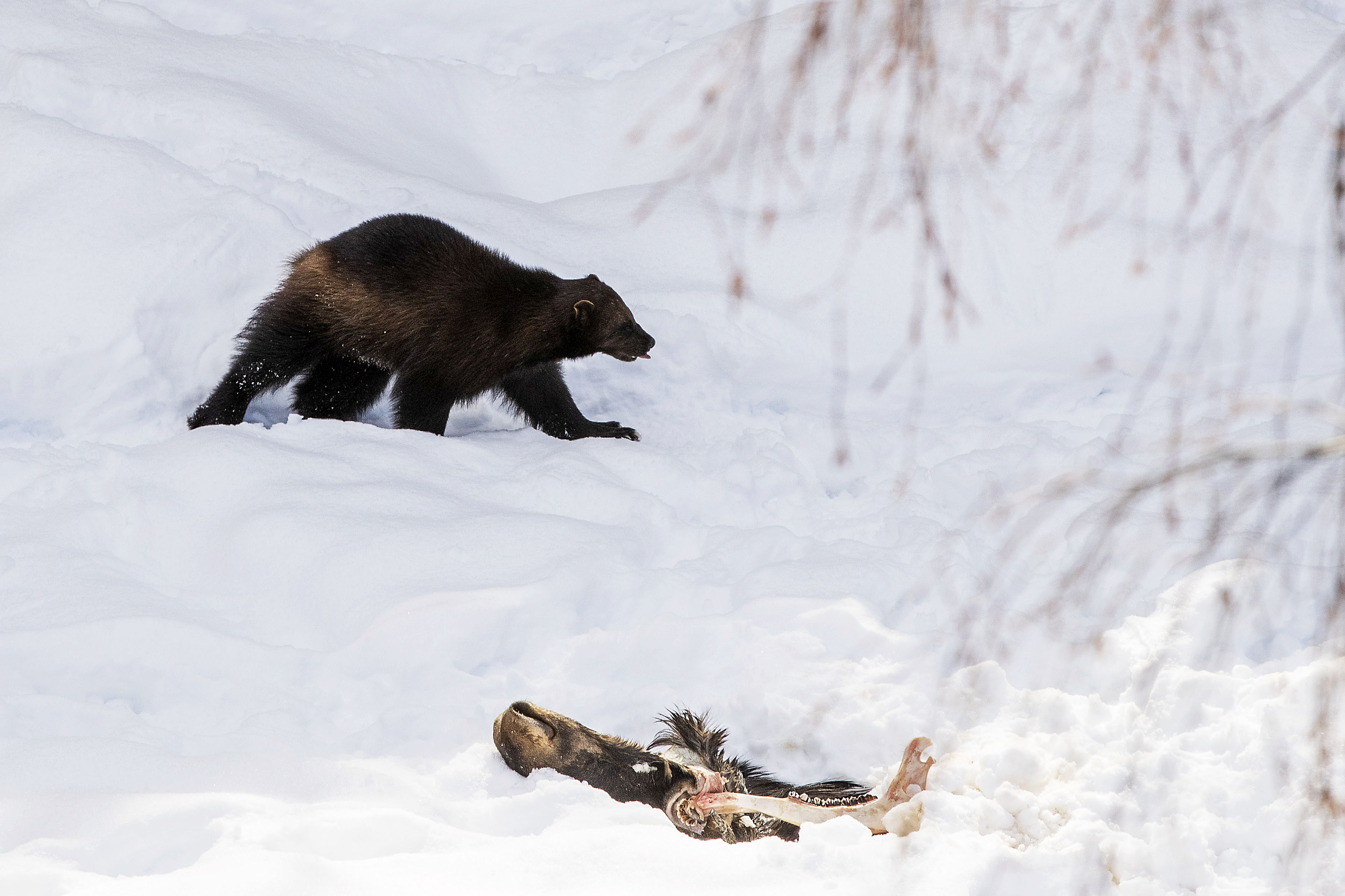 Ahma kuuluu Suomen luontoon | Lapin Kansa