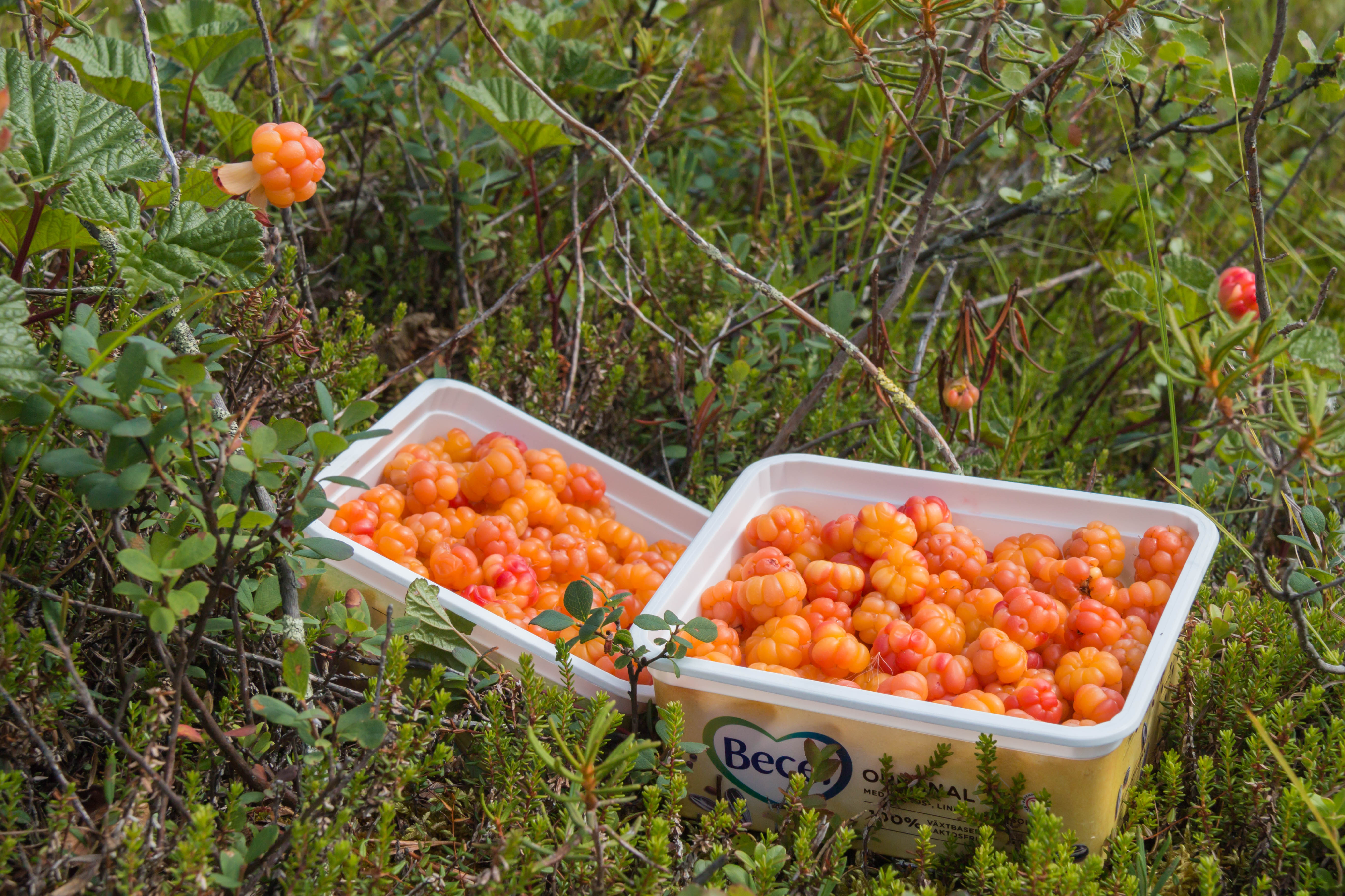 Kotimaiset poimijat keräsivät viime vuonna marjoja myyntiin lähes kolme ...