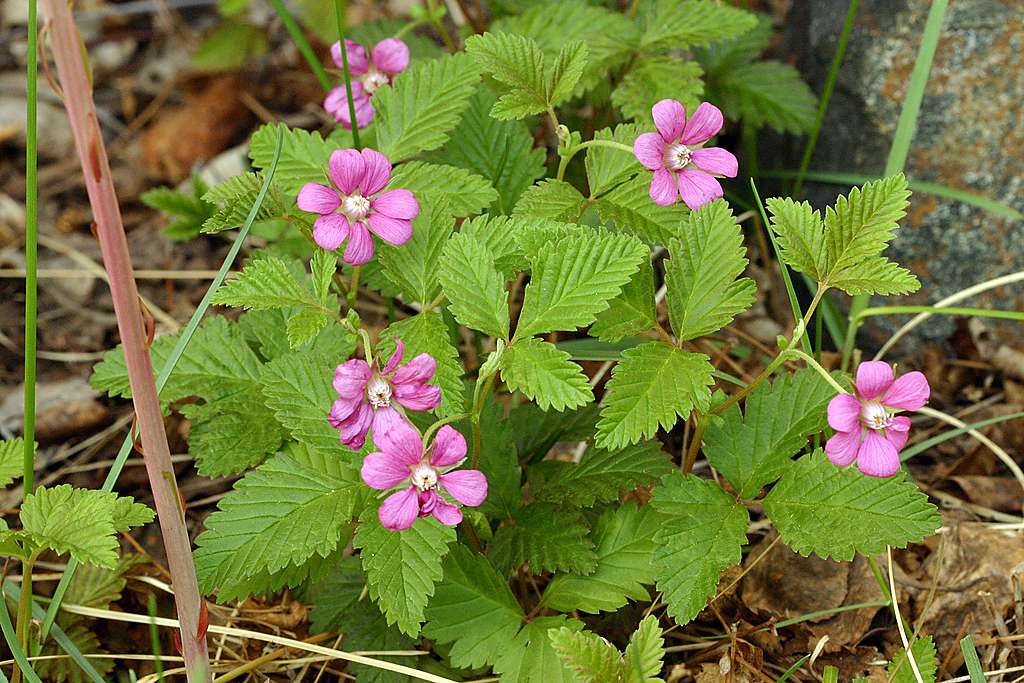 Mesimarja on marjojemme aatelia | Kaleva