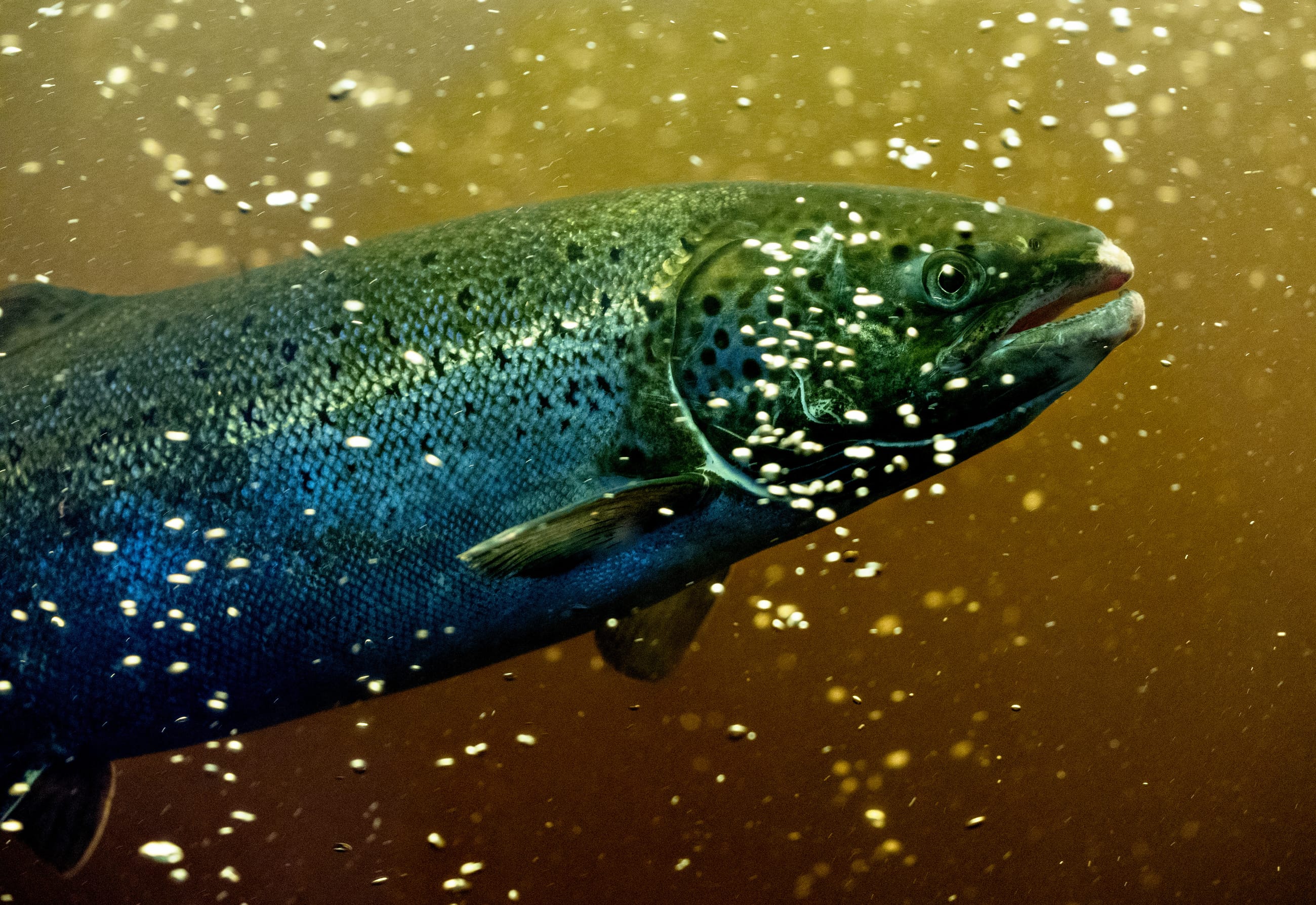 Merikosken kalatien katselutila avautuu jälleen yleisölle – kalojen ...