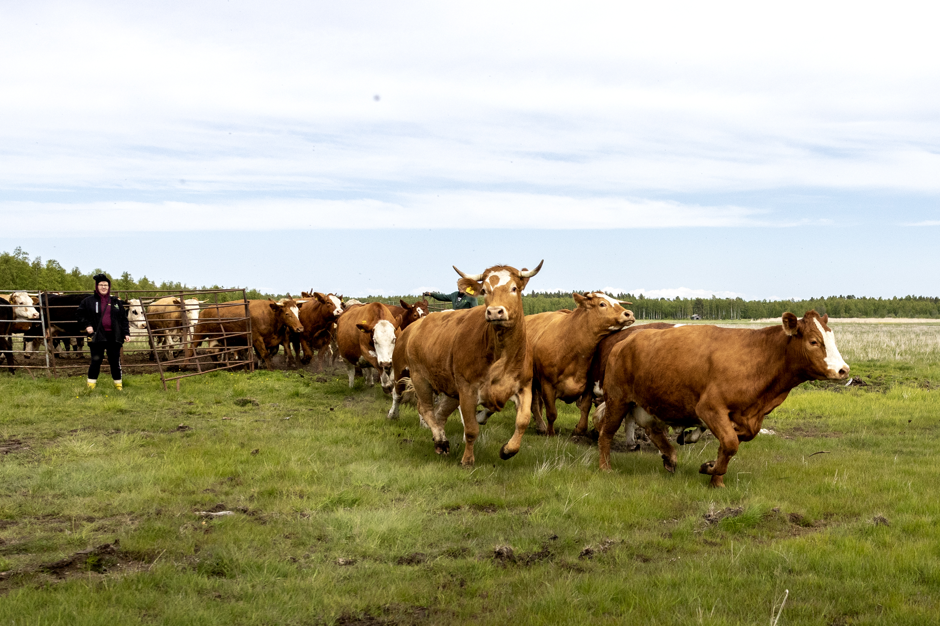 Nämä harvinaisiksi käyneet laitumet ovat ainut tapa pelastaa joukko ...