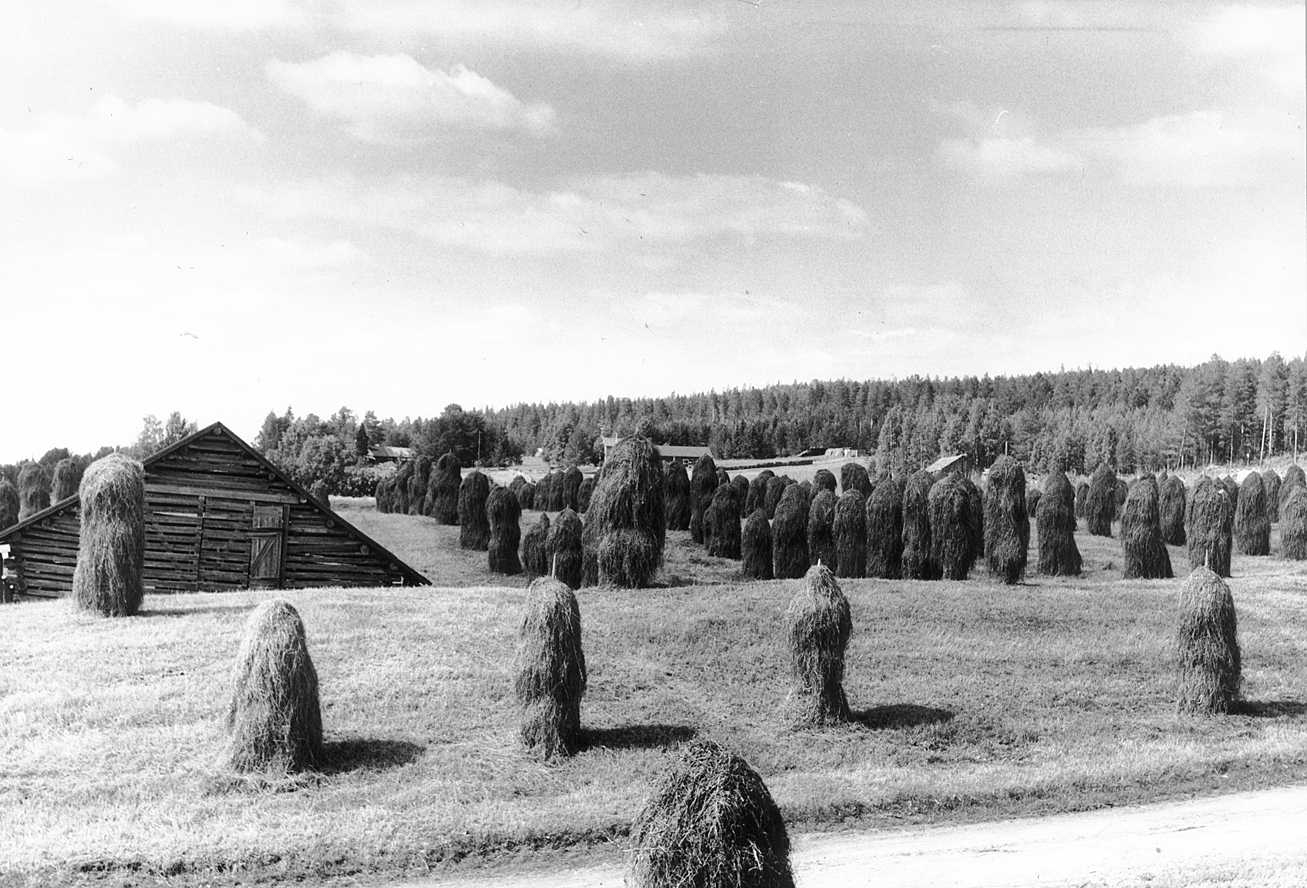 Loisilla oli tärkeä rooli ja tehtävä historiallisessa ...