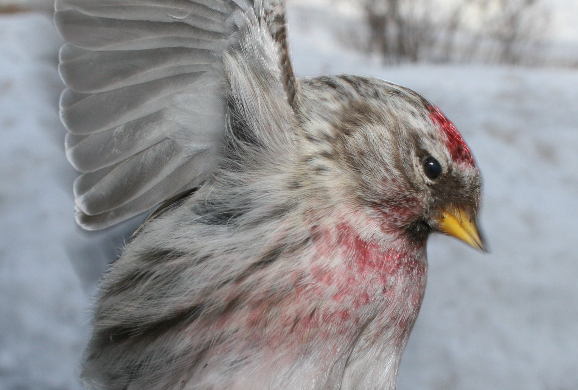 Urpiaisen ylivoimaa | Lapin Kansa