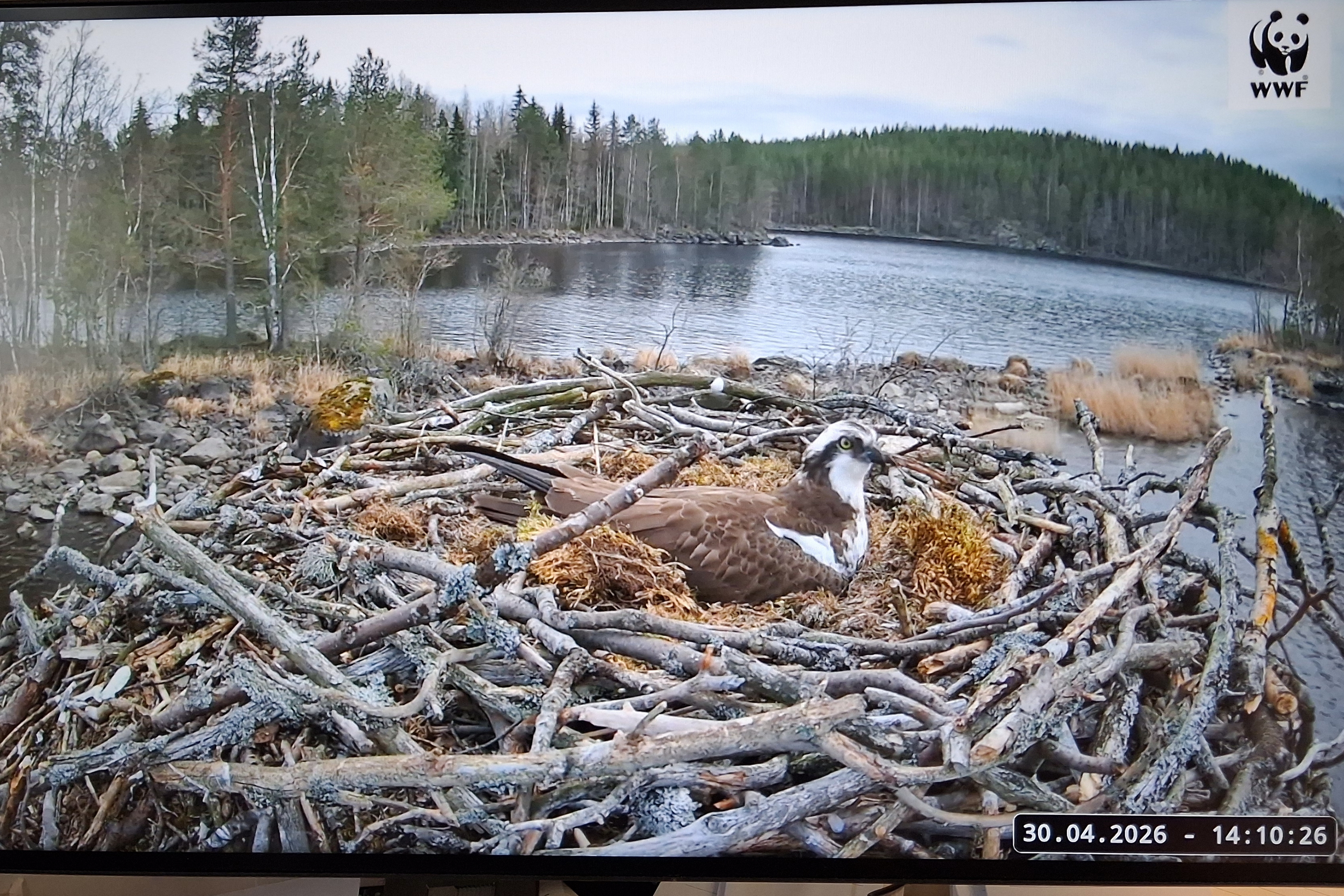 Luontolive tulee taas kotisohvalle: Norpat, lapinpöllö ja sääksi ...