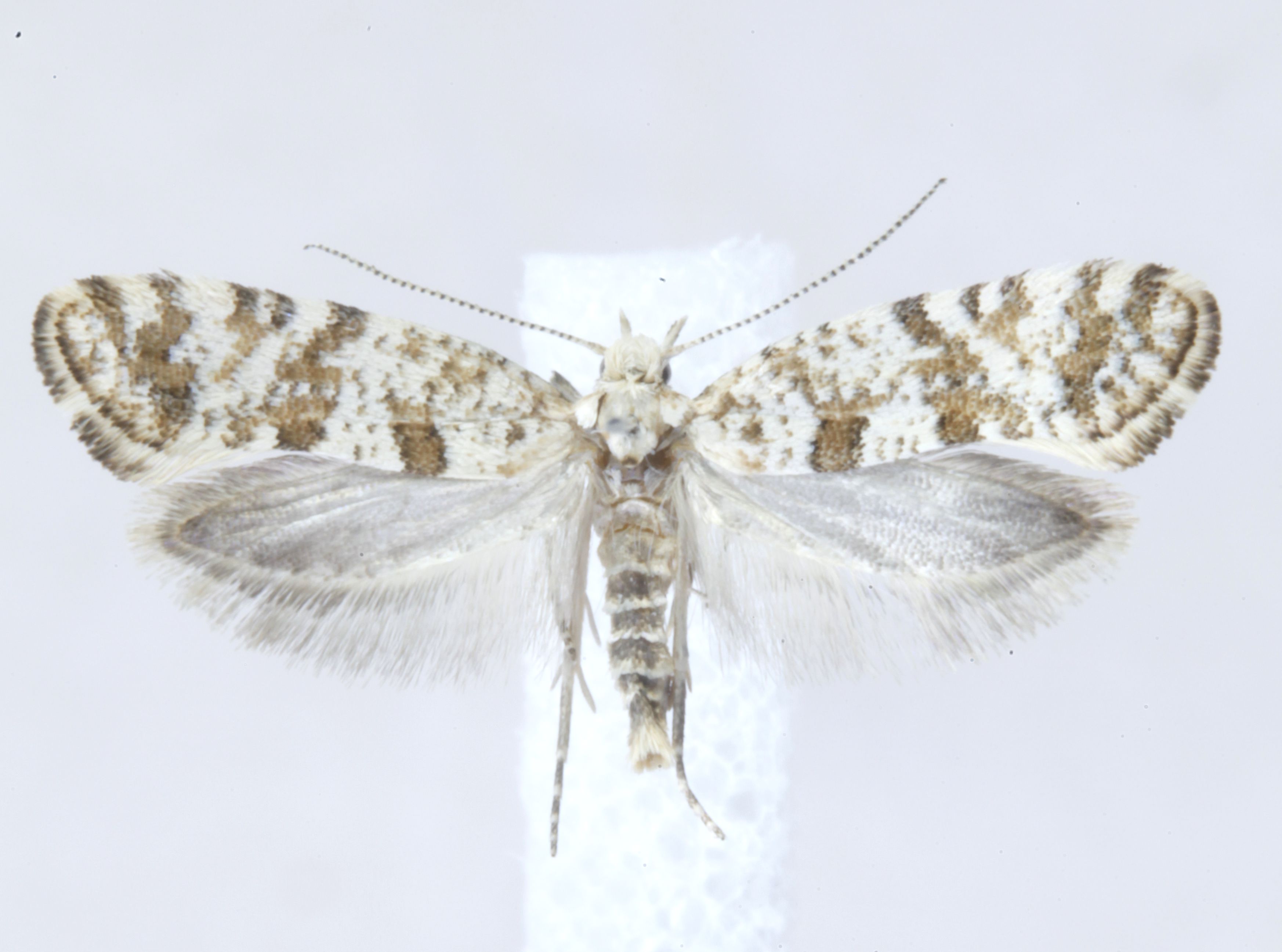 Uhanalainen koiperhonen löytyi Rukan laskettelurinteestä | Kaleva