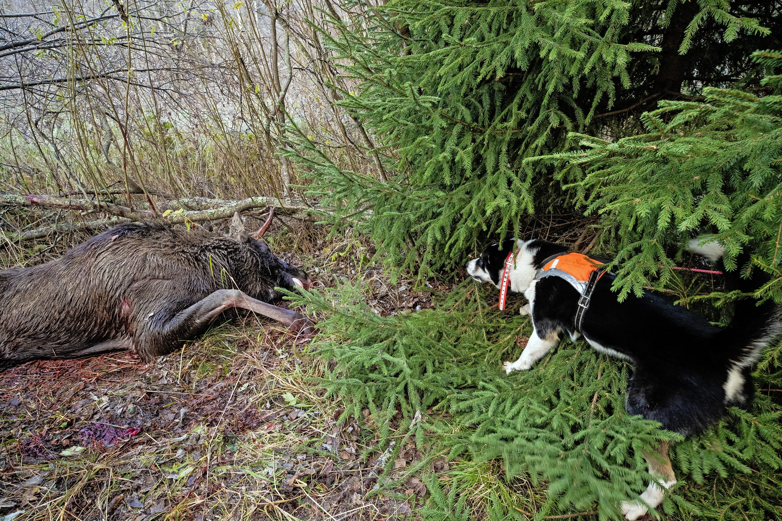Ruokavirasto kehottaa metsästäjiä torjumaan hirviekinokokkitartuntaa ...