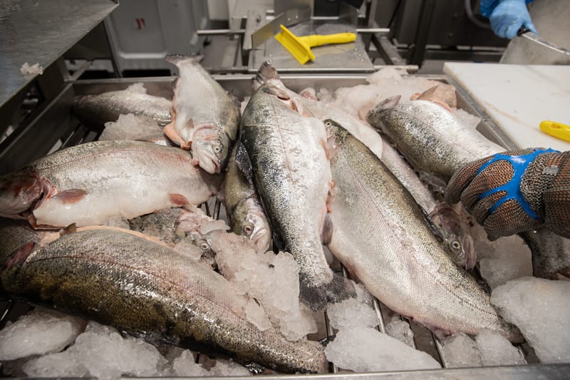 Kalankasvatus Vääräniemi siirtyy osaksi Kalavapriikki-konsernia – Näin ...