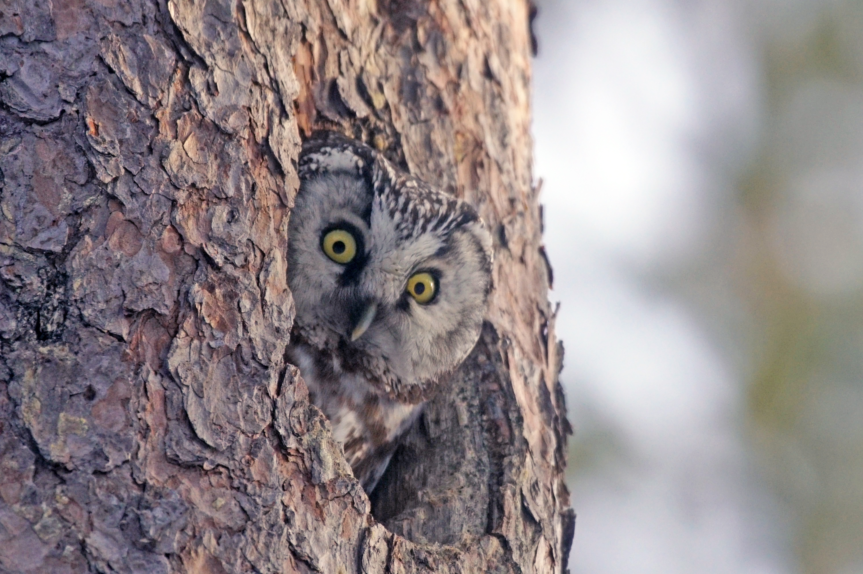 Pohjois-Suomi | Kaleva