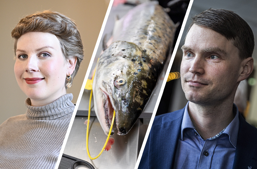 Jenna Simula | Lapin Kansa