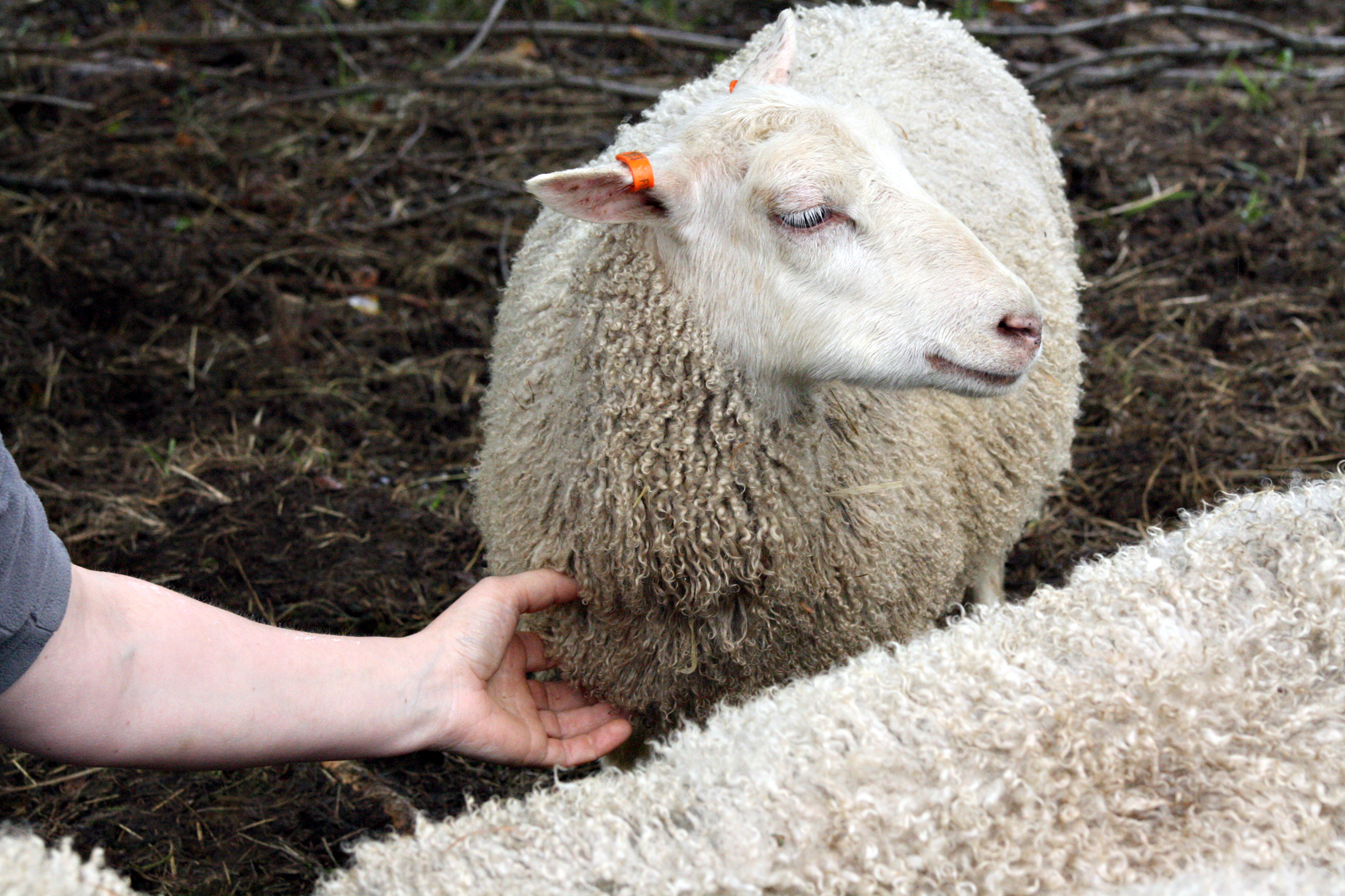 Lammas on oiva terapeutti | Kaleva