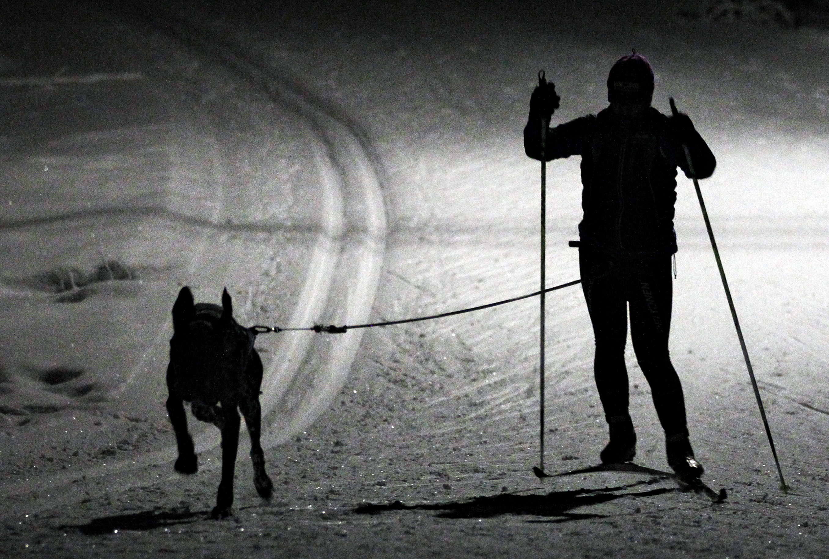 Lainsuojattomat koirahiihtäjät ladulla | Kaleva