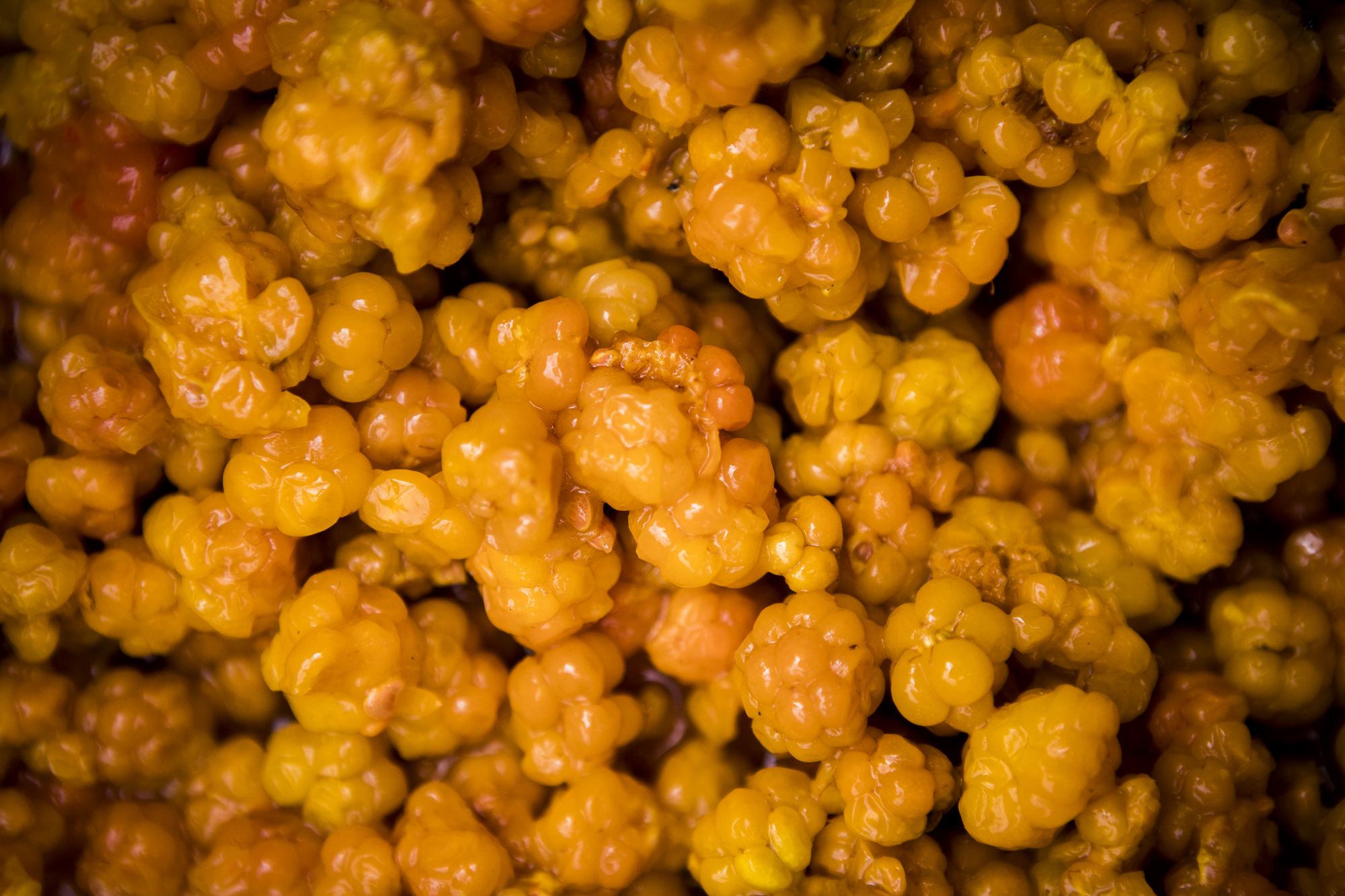 Marjoja ei kannata jättää metsiin – kerätään luonnon tehoruoka ...