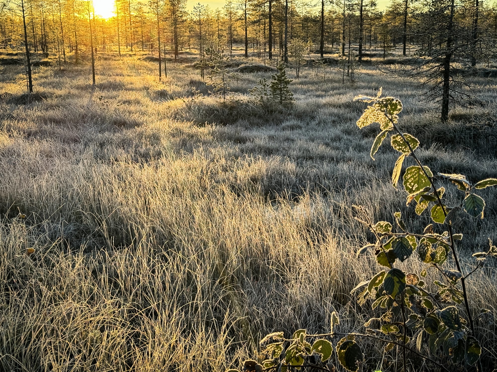 Kuura voi yllättää autoilijan – tien pinta voi olla liukas, vaikka sää ...