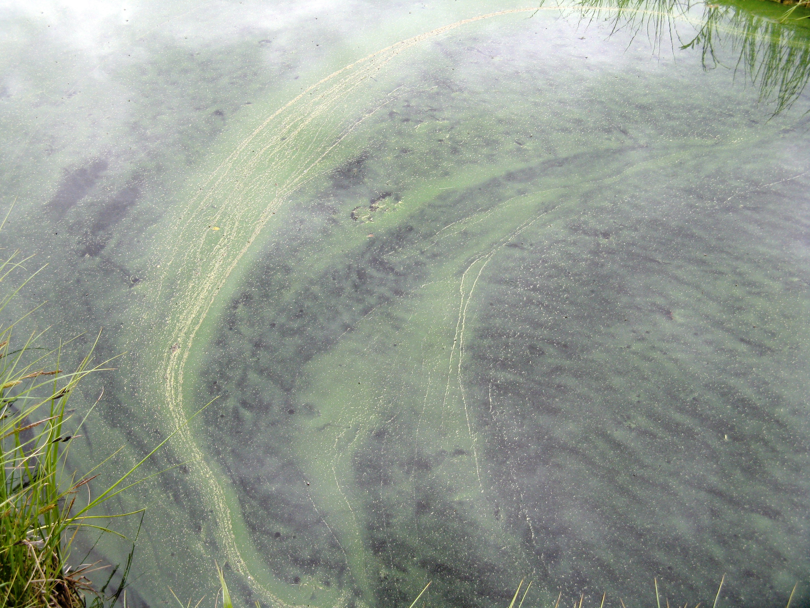 Pyykösjärven vedessä on runsaasti sinilevää, ja rannalla kasvaa ...