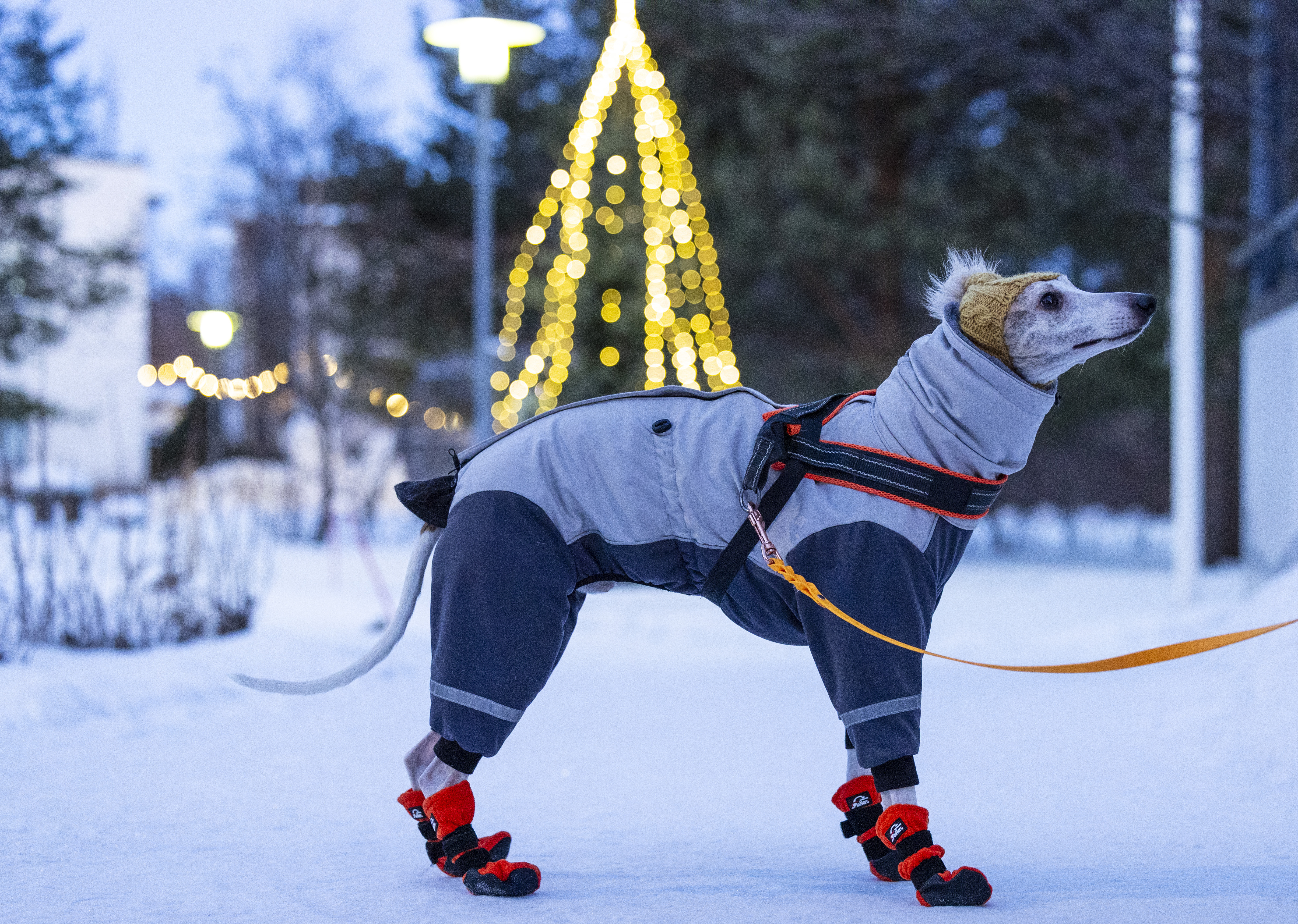 Hyytävä pakkanen teki koirien tossuista hittituotteen, joka myytiin ...