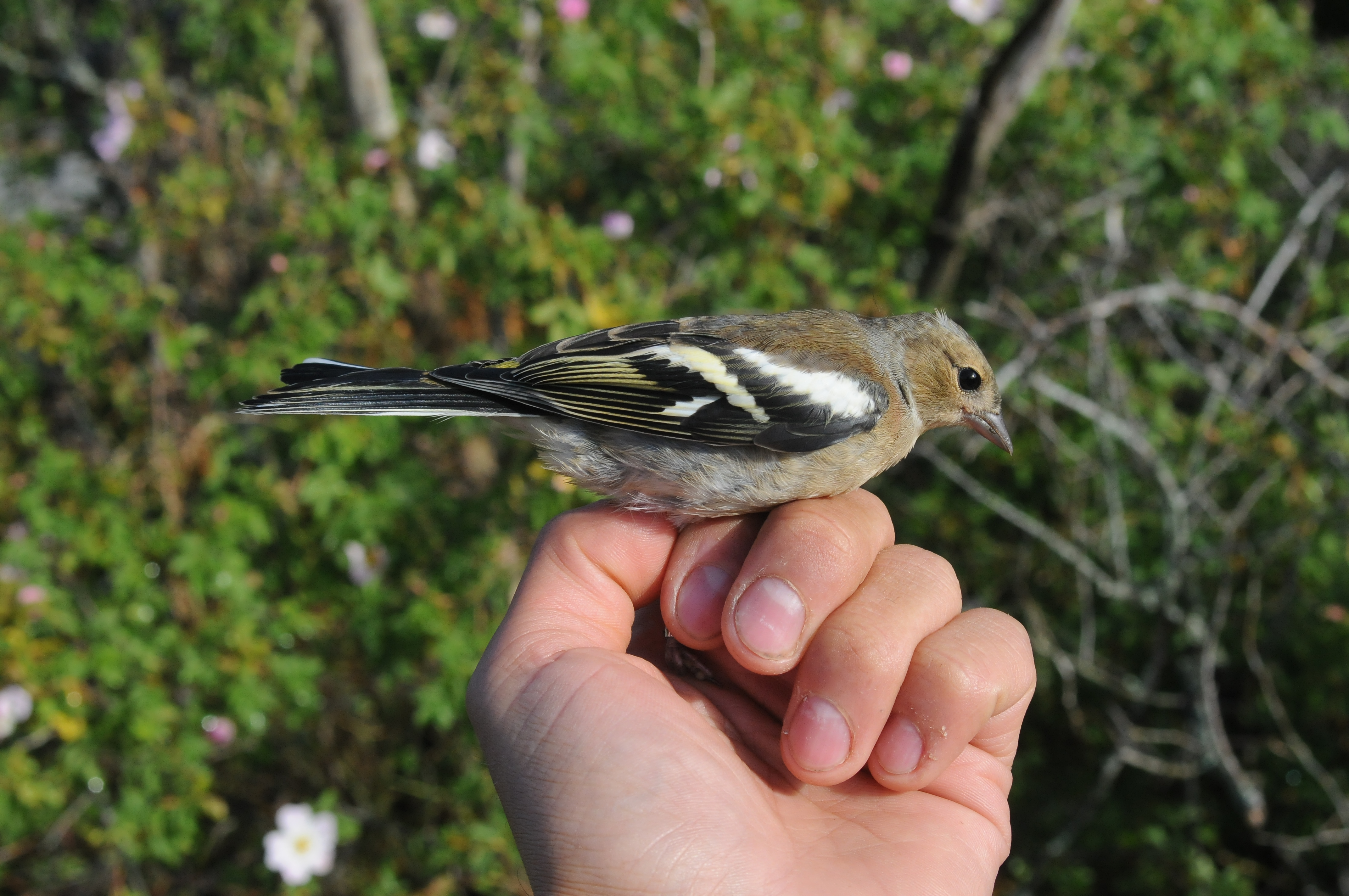 Uhanalaisen pohjansirkun pesimäkanta on elpynyt pohjoisessa – peipot ja ...