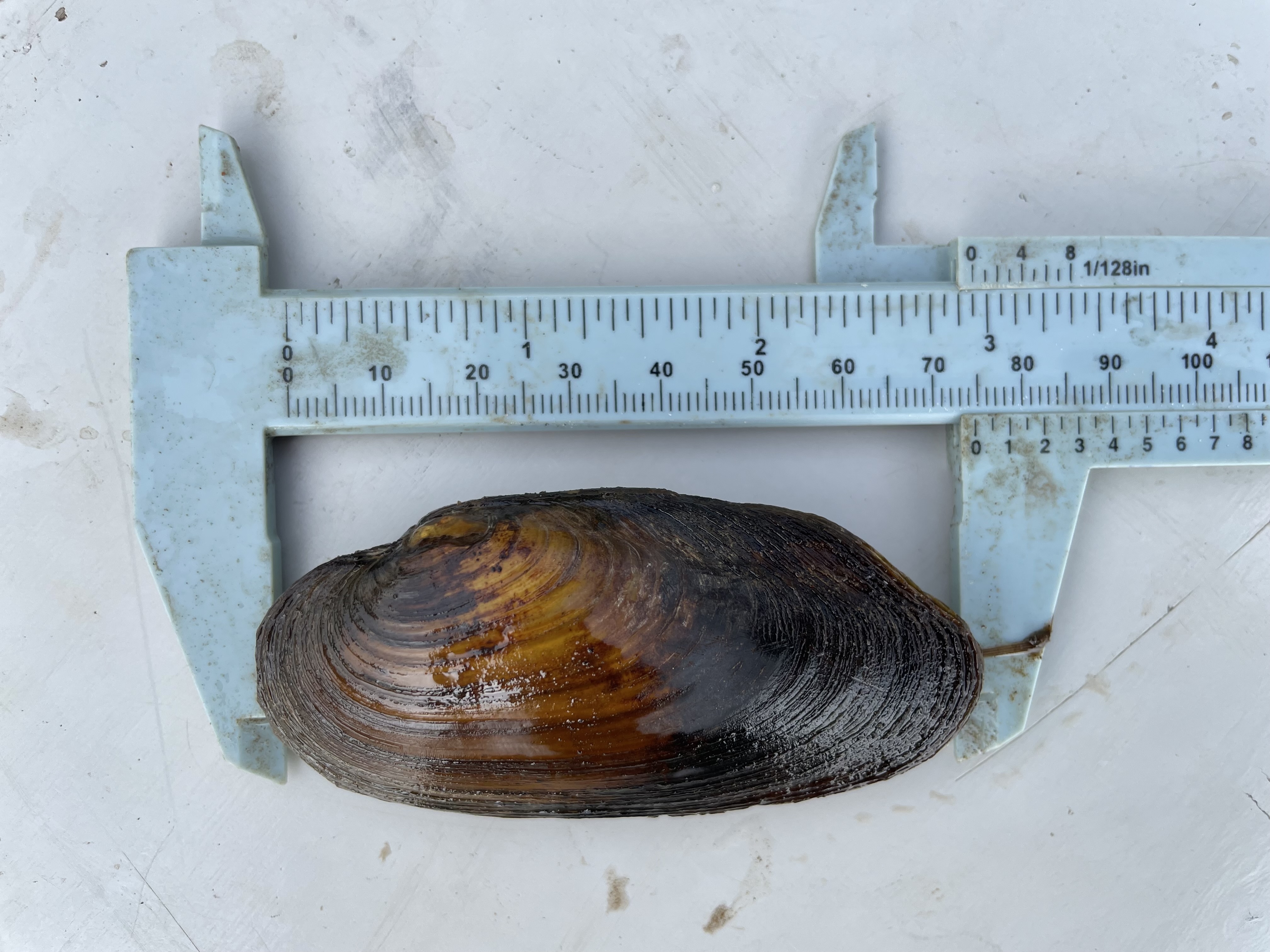 Metsähallitus: Henkihieverissä sinnittelevien raakkujen toipuminen on ...